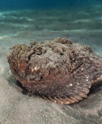 GENTOO-PENGUENLERİ | Canlılar | İstanbul Akvaryum