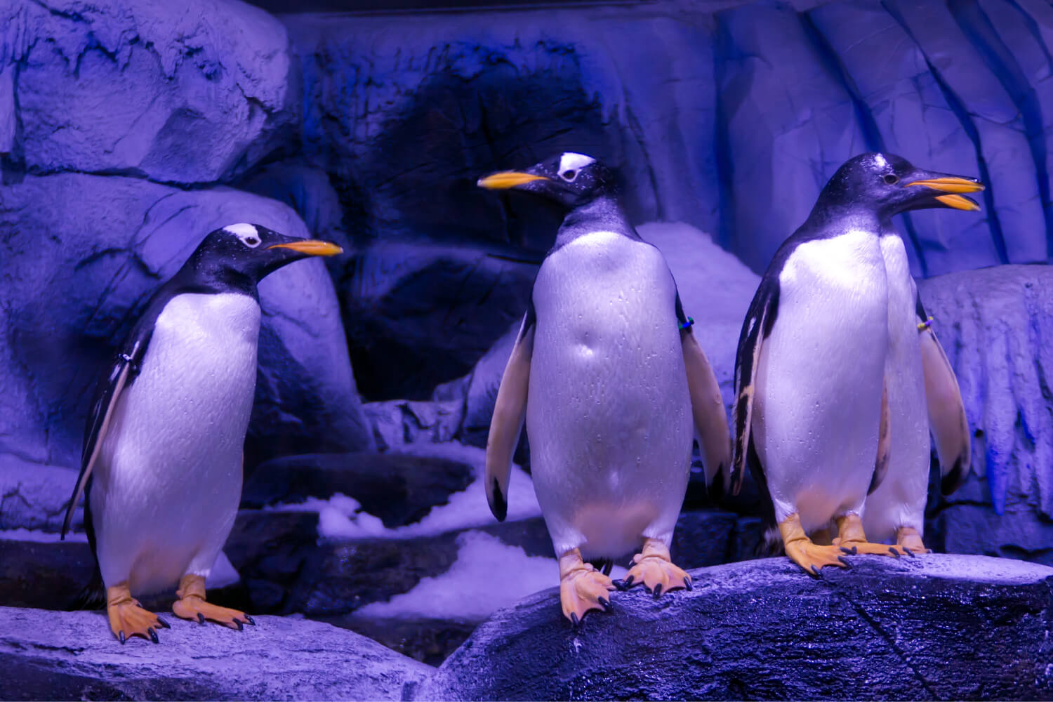 Penguin Conservation Program | Treatment and Conservation Cent...