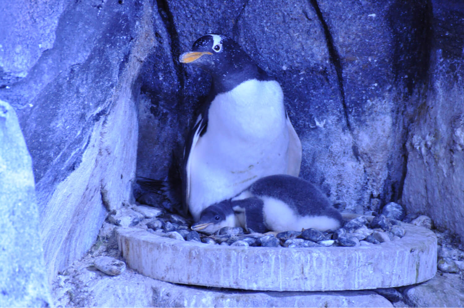 Penguin Conservation Program | Treatment and Conservation Cent...