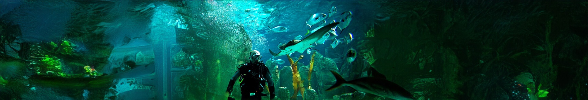 Diving With Sharks | Activities | İstanbul Akvaryum