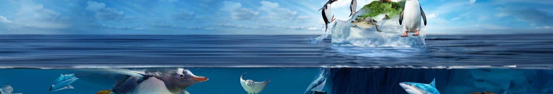 LEMON-SHARK | CREATURES | İstanbul Akvaryum